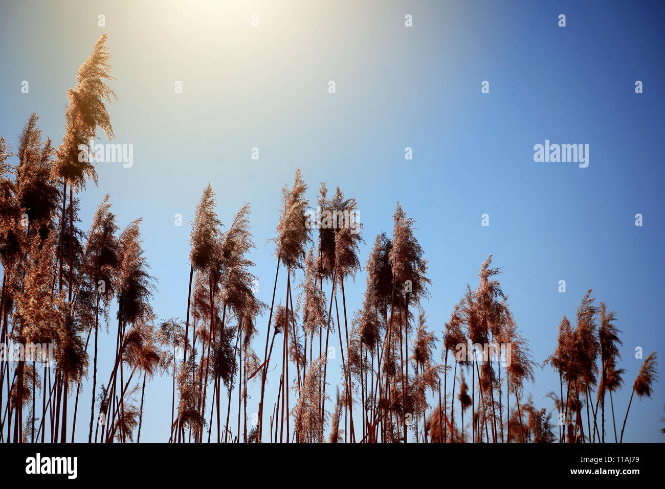 Reed in sunlight Stock Photo - Alamy