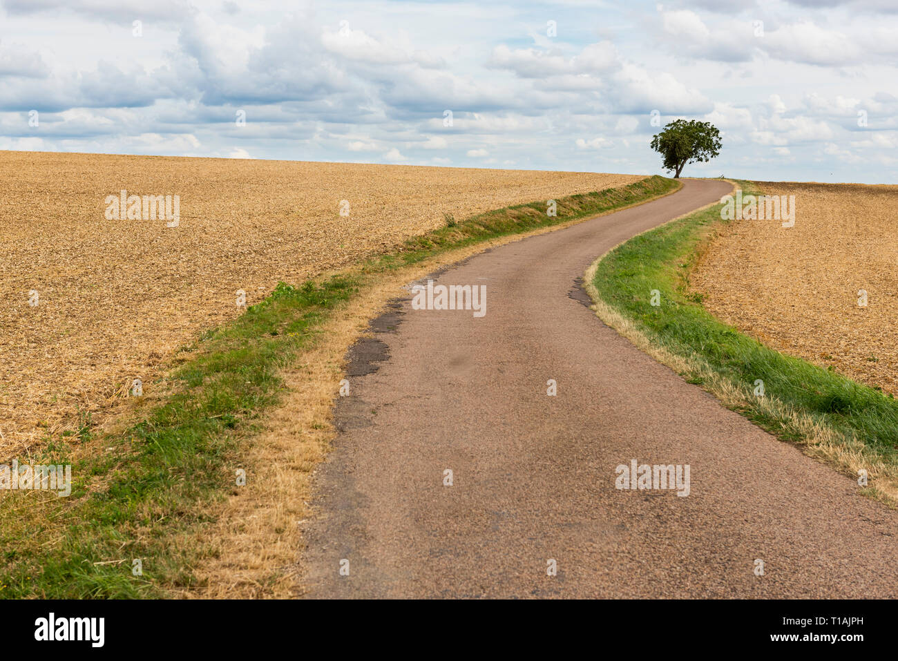 Road in Countryside with tree and agricultrural fields, France Stock ...
