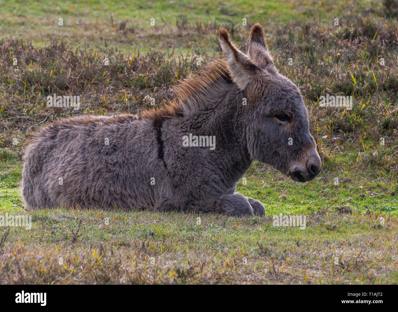 Donkey grazing at new forest national park hi-res stock photography and ...