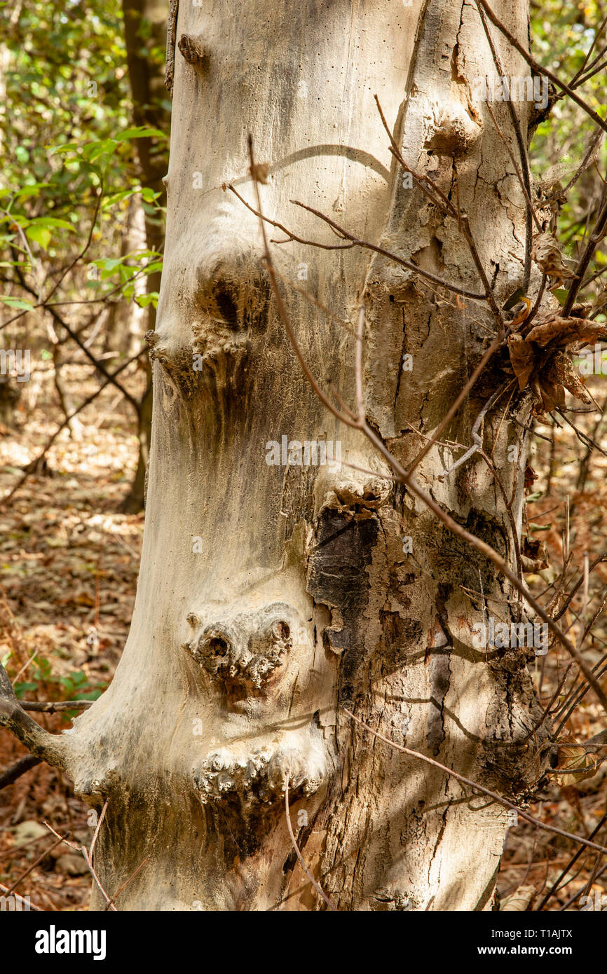 White tree detail Stock Photo - Alamy