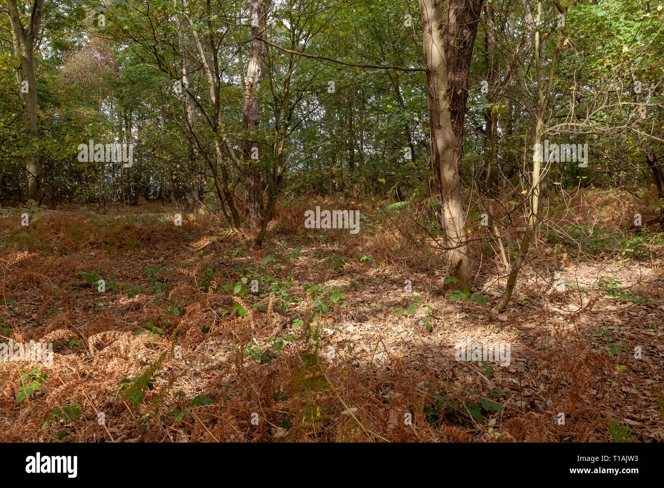 Magical forest pool hi-res stock photography and images - Alamy