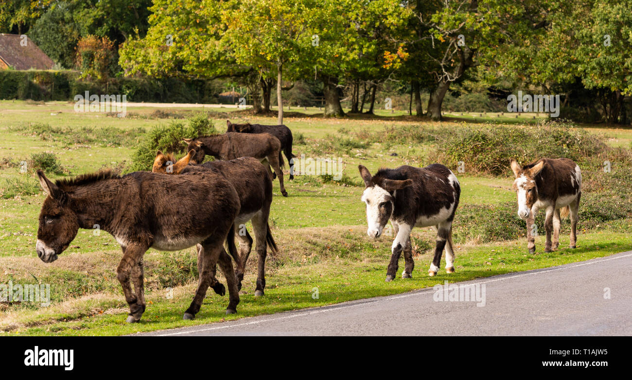 Donkeys on the move and walking down the road in National Park New ...