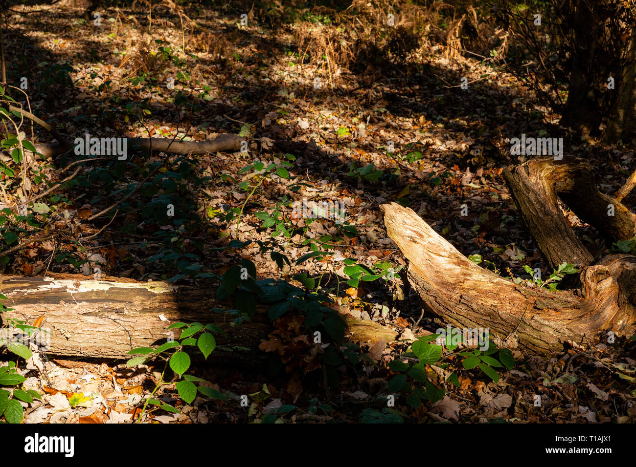 Light and shadow environment hi-res stock photography and images - Alamy