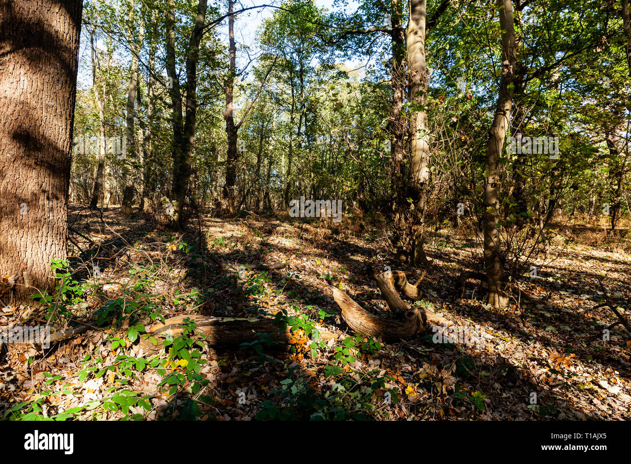 Shadow daylight landscape hi-res stock photography and images - Alamy