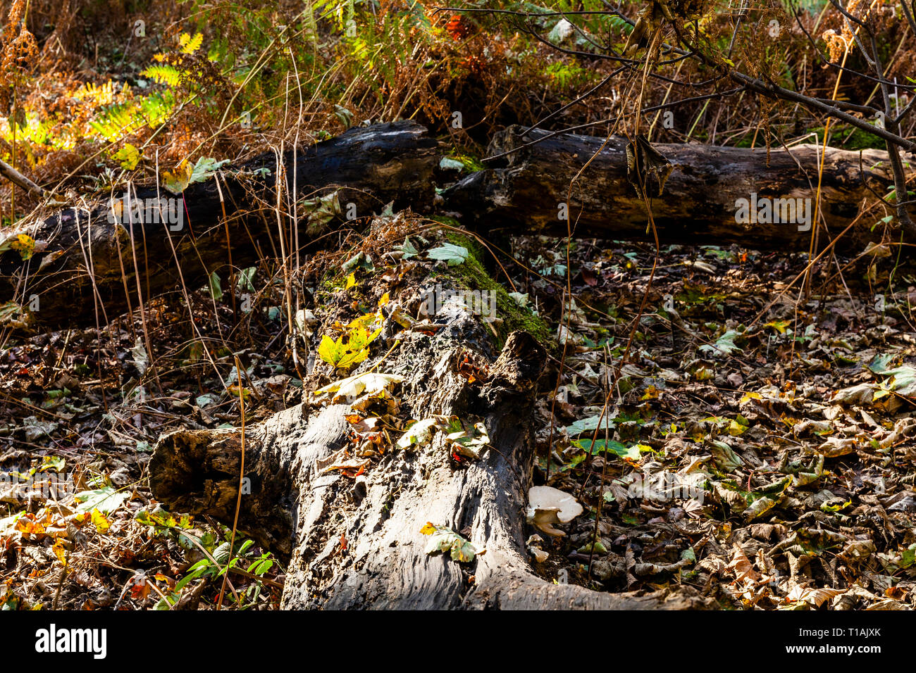 Fallen tree in pool of light Stock Photo - Alamy