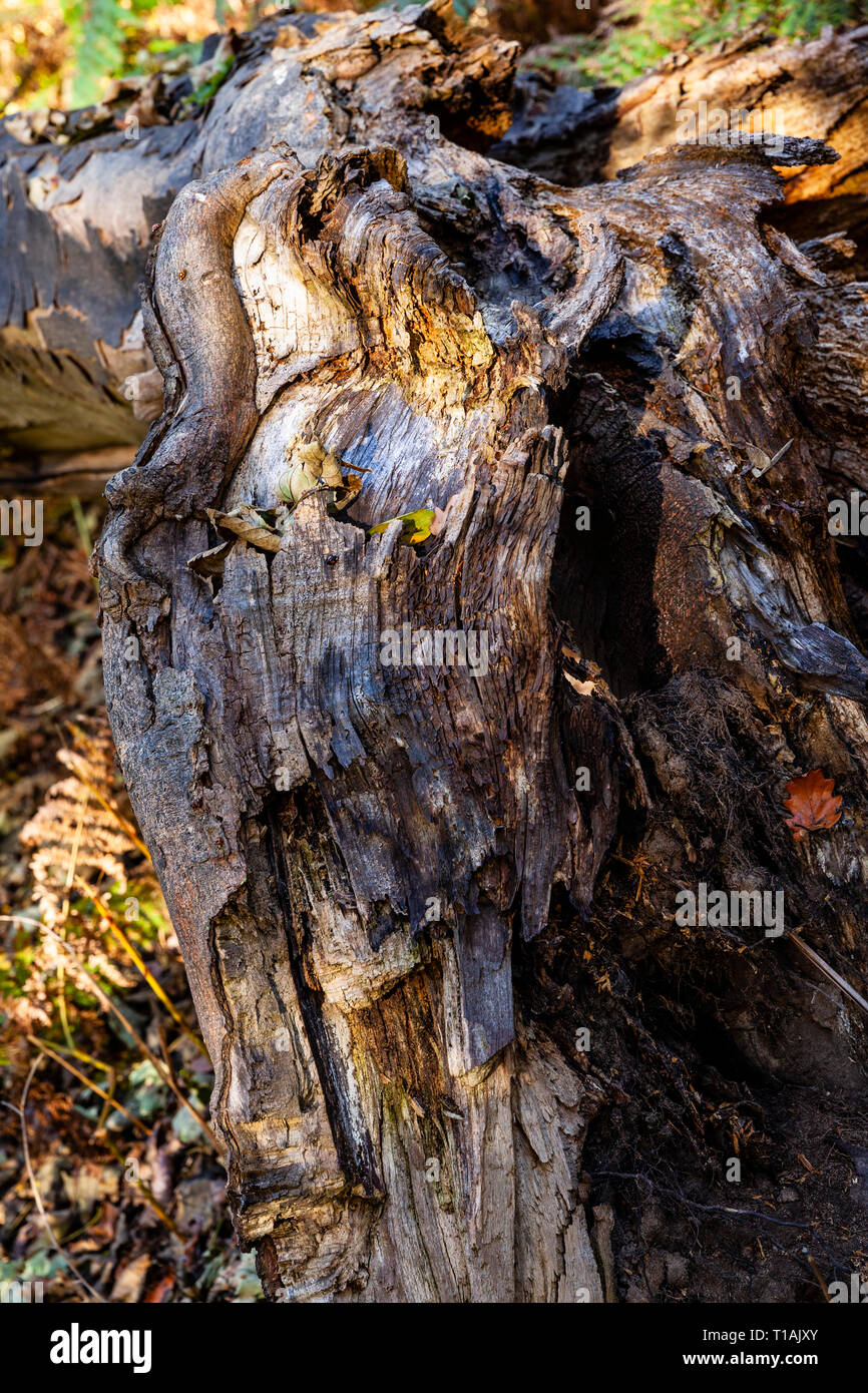 Busted wood texture hi-res stock photography and images - Alamy