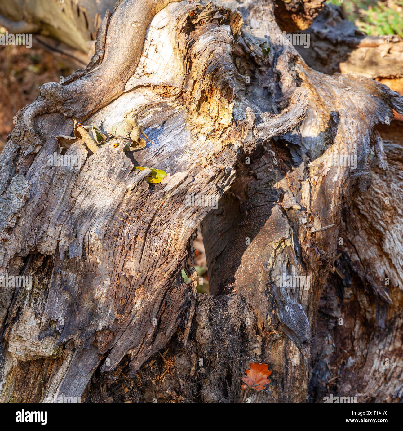 Busted wood texture hi-res stock photography and images - Alamy