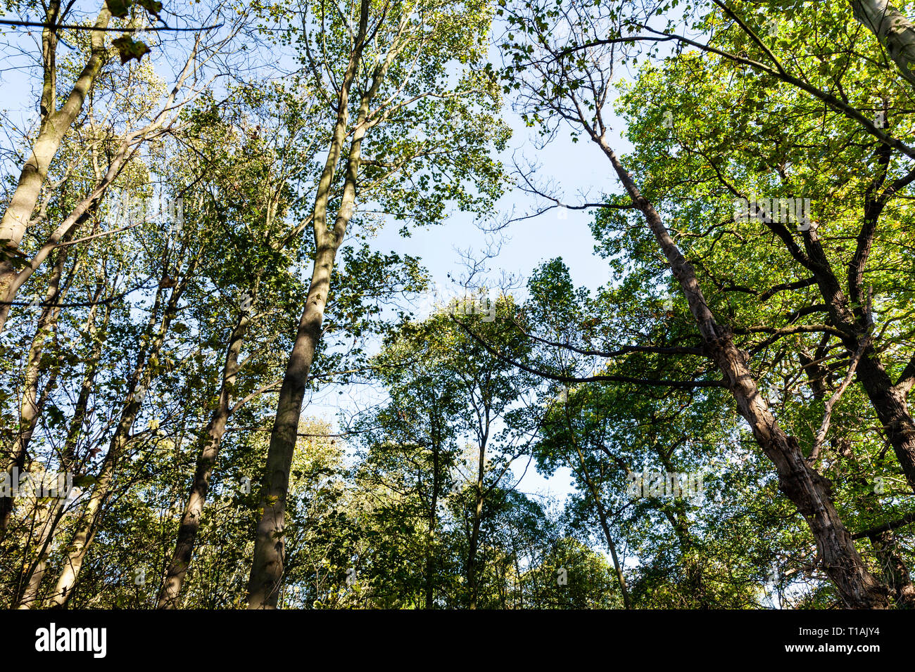 Broken tree tops hi-res stock photography and images - Alamy