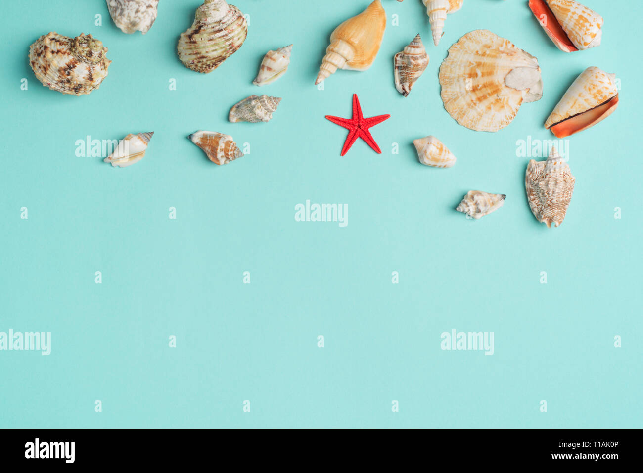 Composition of exotic sea shells on a blue background. Summer concept ...