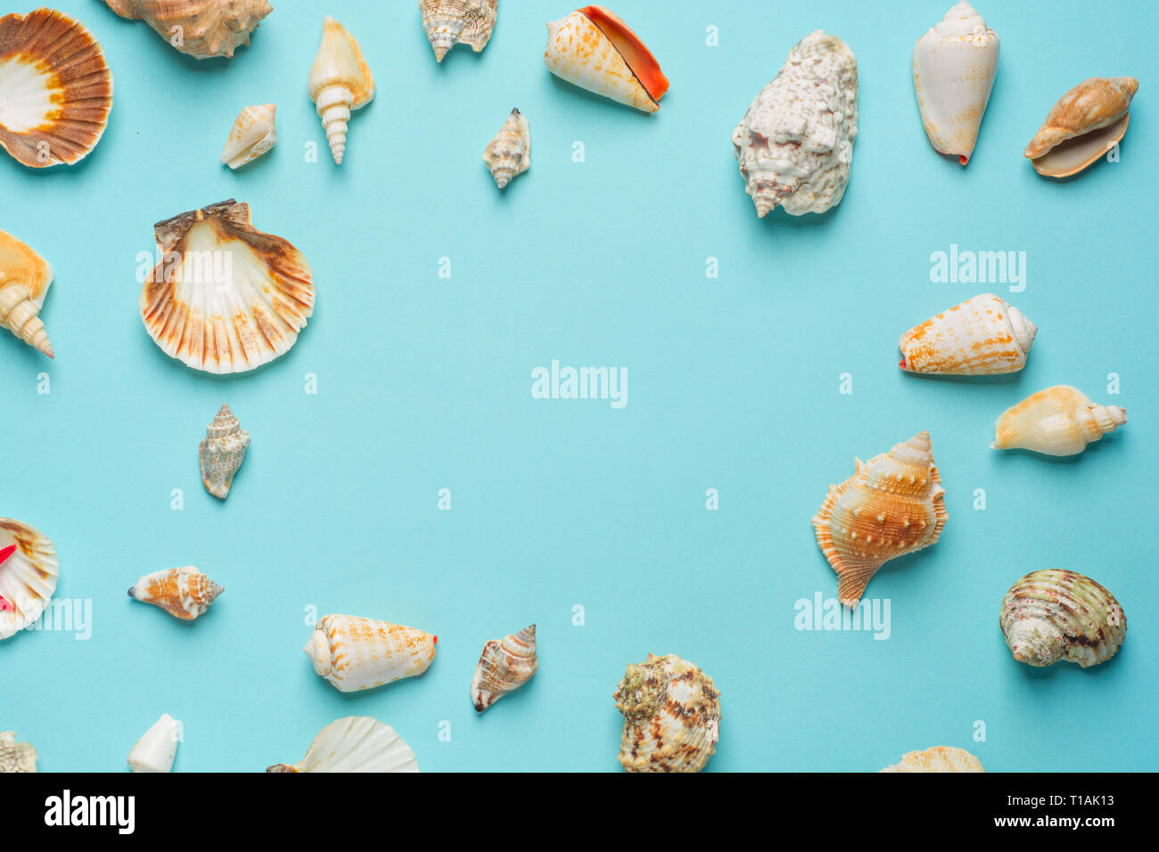 Composition of exotic sea shells on a blue background. Summer concept ...