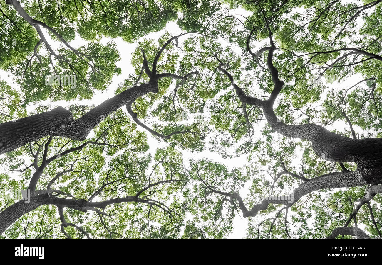 Green tree tops from directly below with clear sky Stock Photo - Alamy