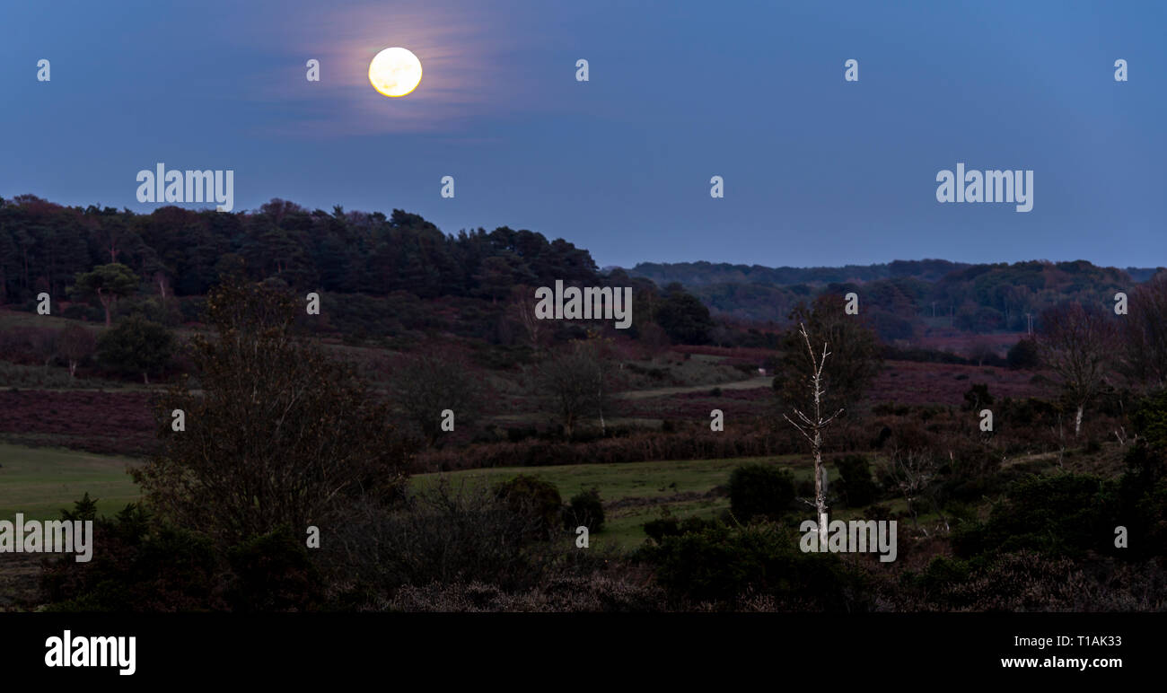 Full Moon in National Park New Forest, England, with forest, meadows ...