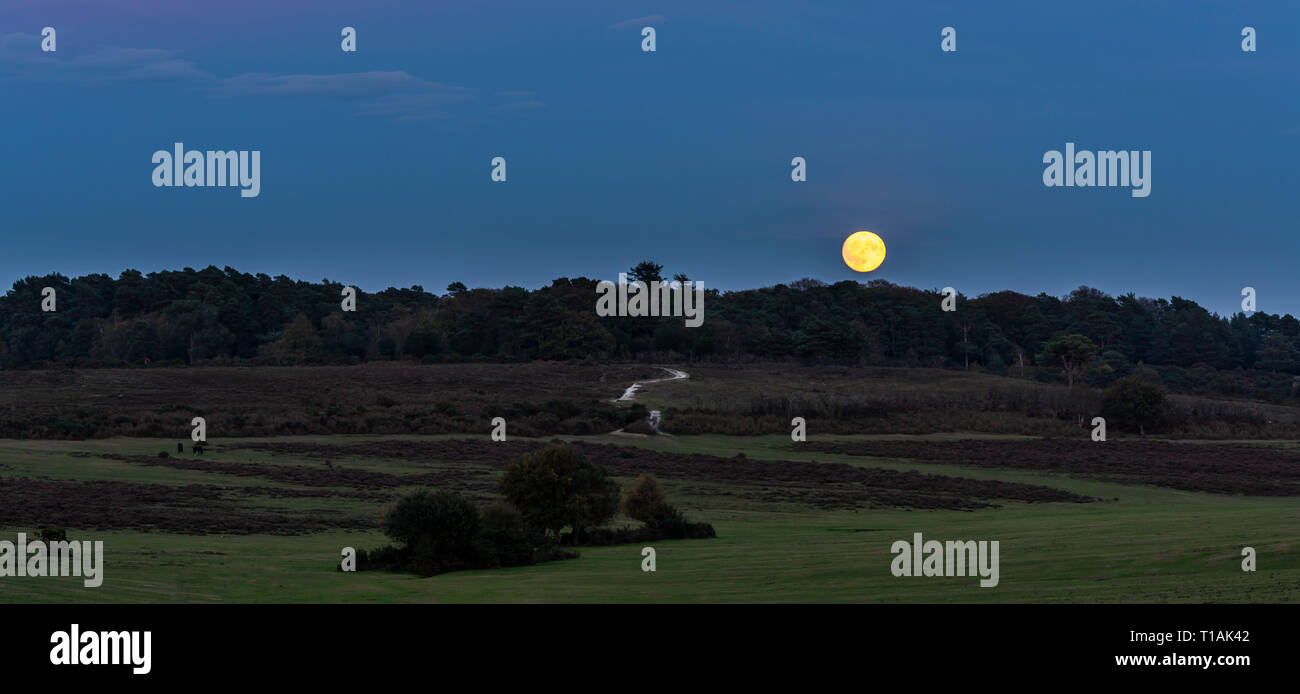 Full Moon in National Park New Forest, England, with forest, meadows ...