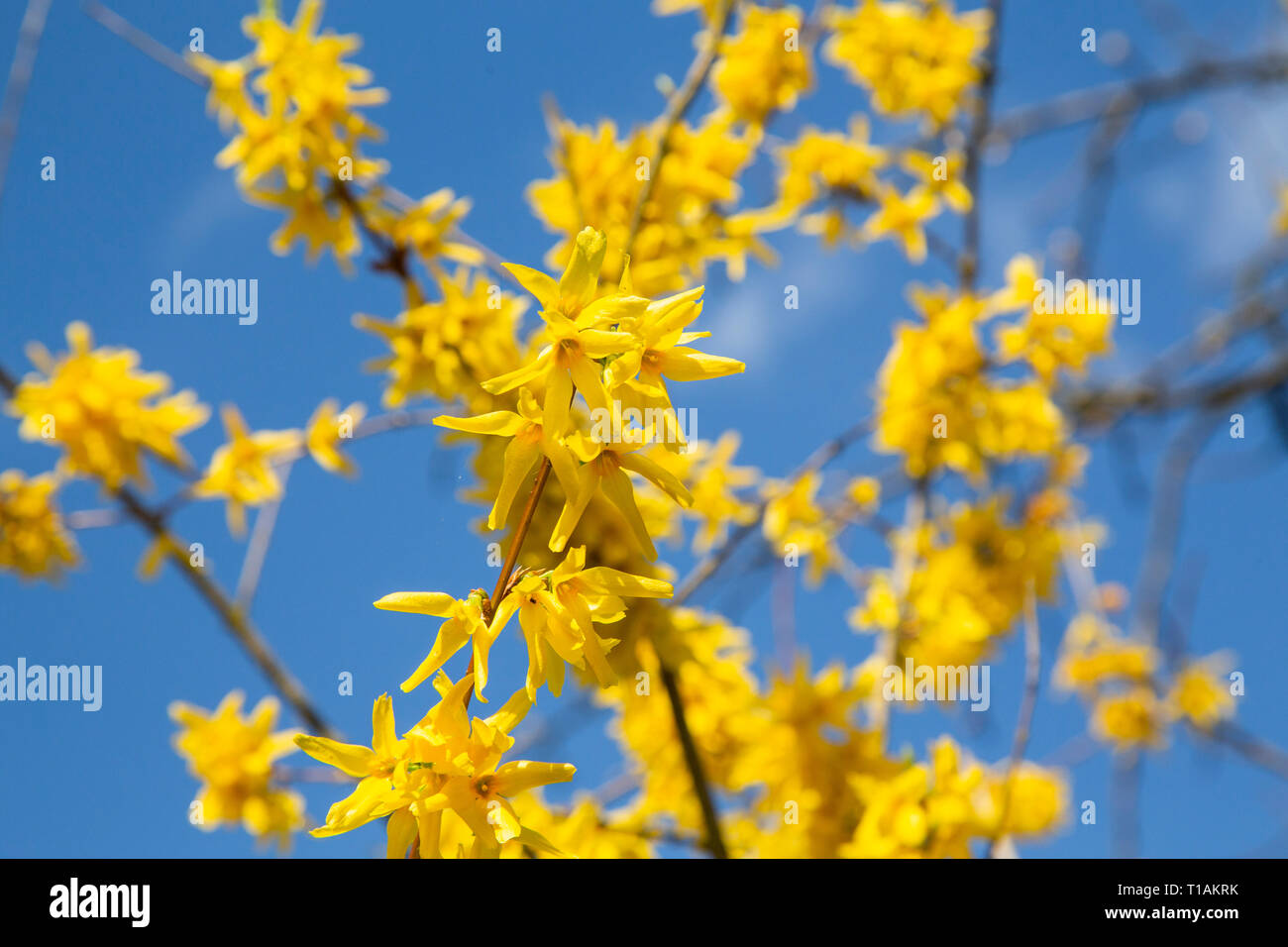 A beautiful and bright yellow Forsythia plant in full bloom in a garden ...