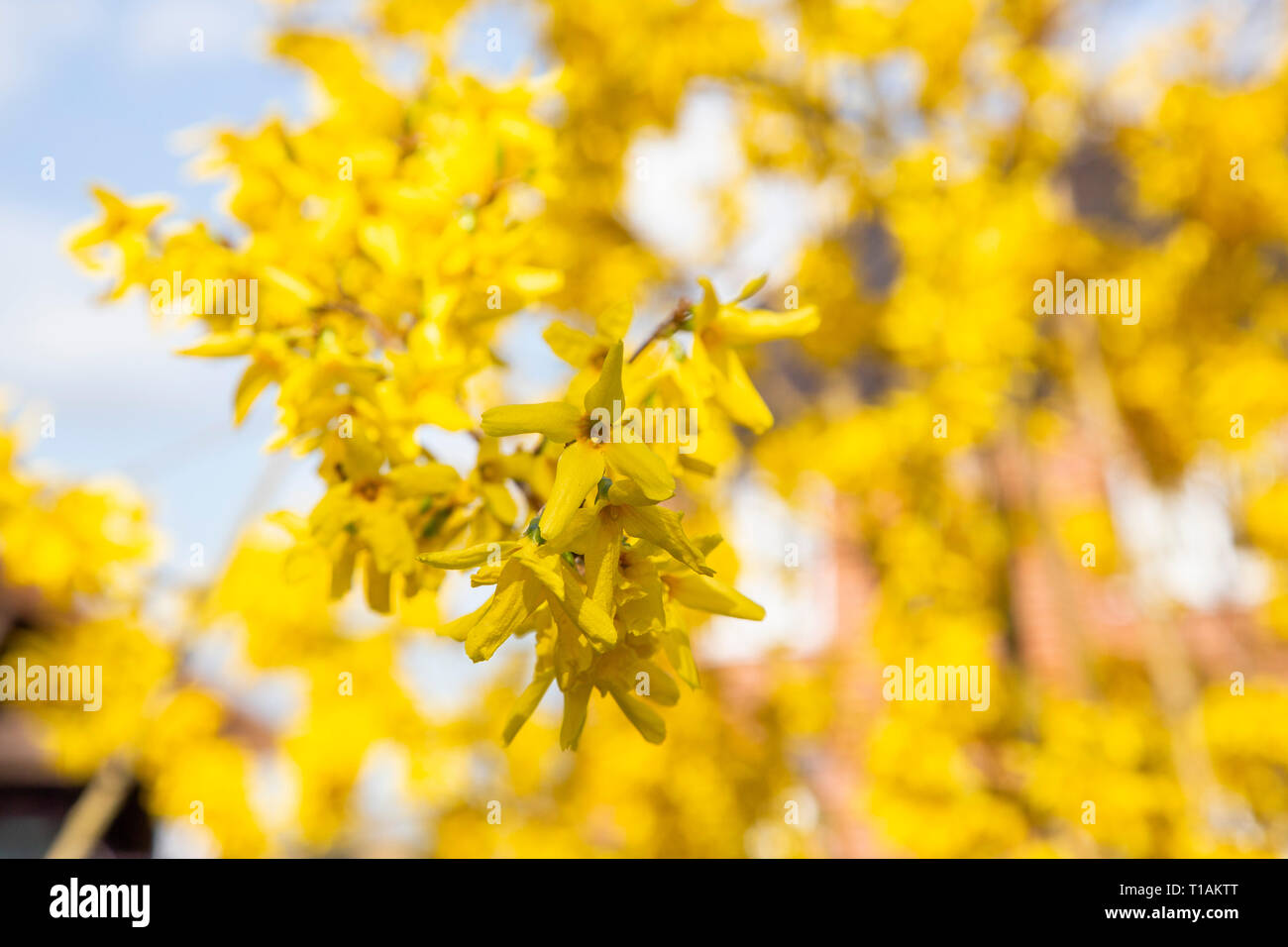 A beautiful and bright yellow Forsythia plant in full bloom in a garden ...
