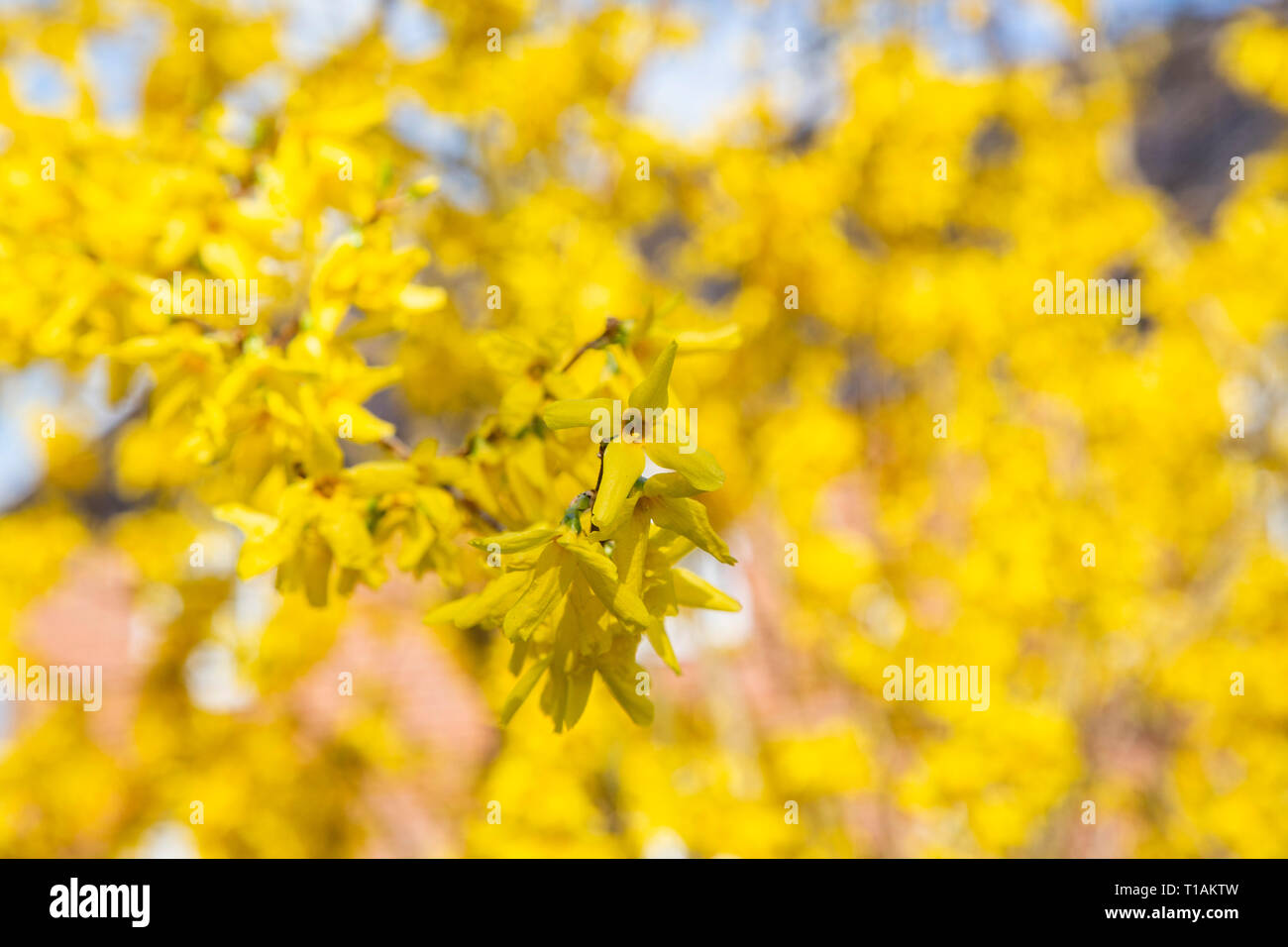 A beautiful and bright yellow Forsythia plant in full bloom in a garden ...