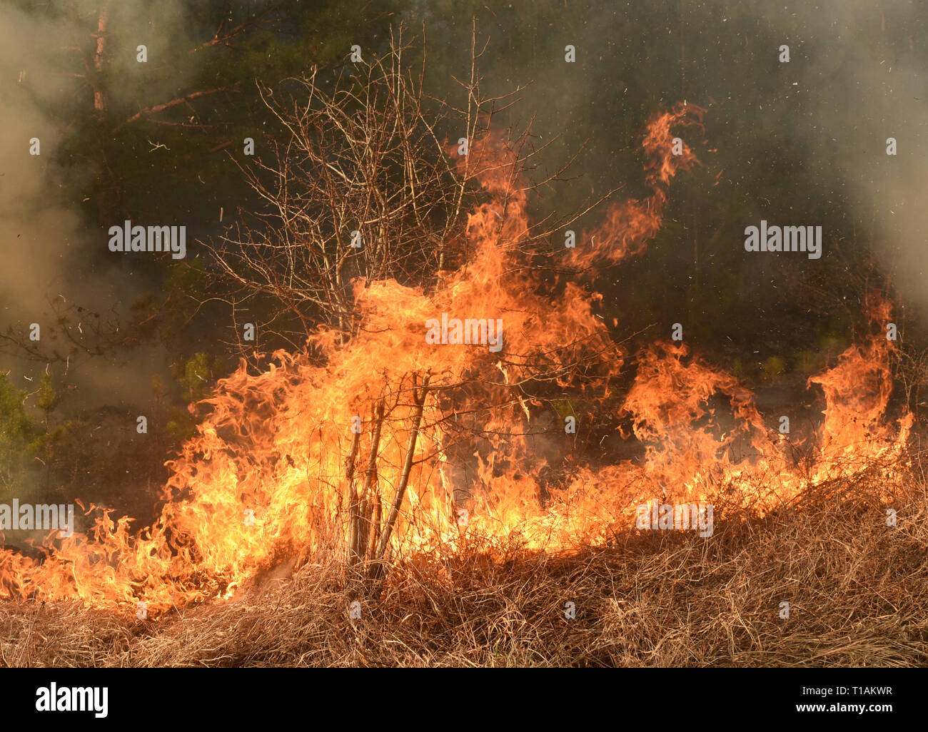 wildfire, forest fire, burning forest Stock Photo - Alamy