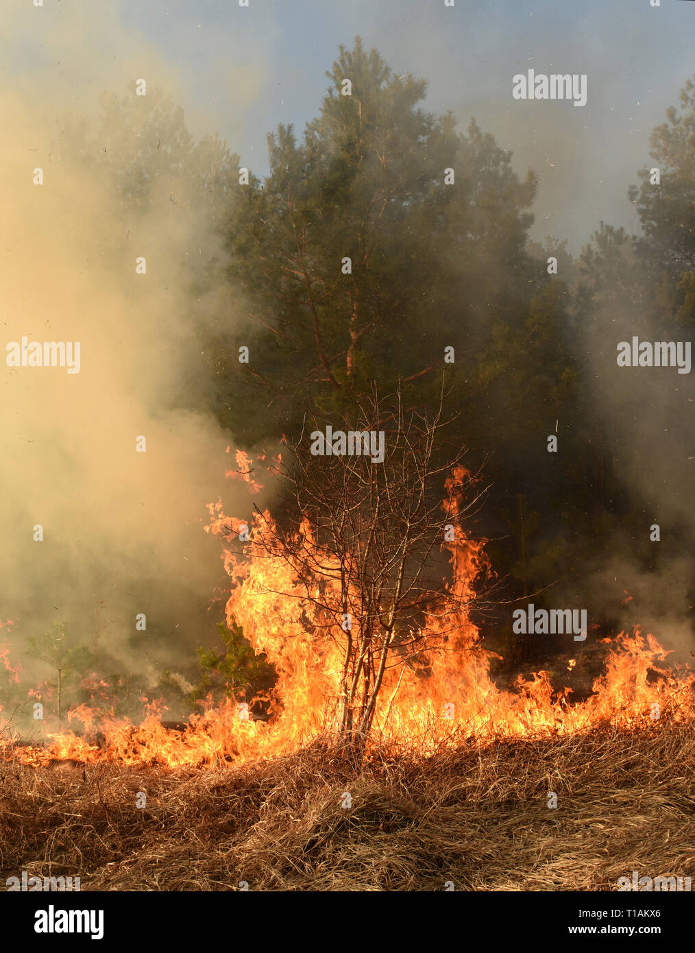 France forest fire hi-res stock photography and images - Alamy