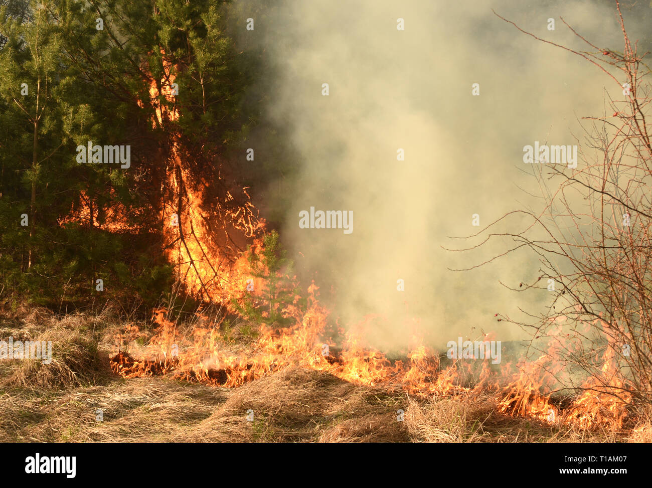 Fire burning forest hi-res stock photography and images - Alamy