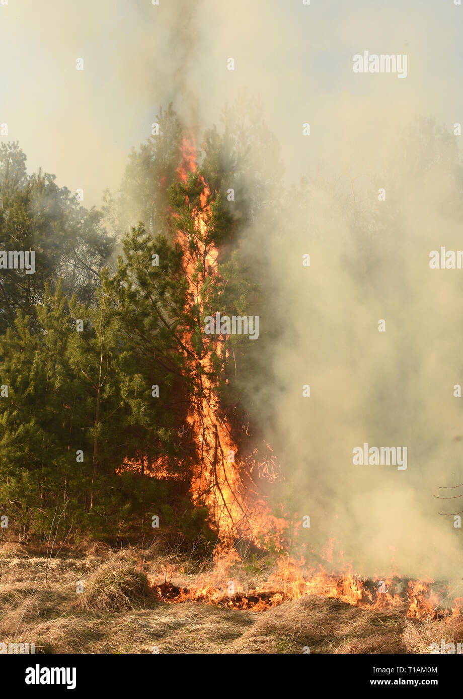 Fire burning forest hi-res stock photography and images - Alamy