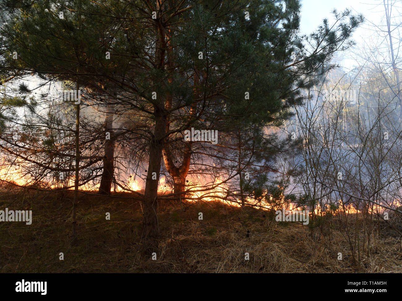 Wildland fire fighting hi-res stock photography and images - Alamy