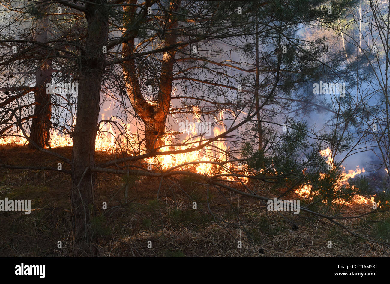 Burning wildfires hi-res stock photography and images - Alamy