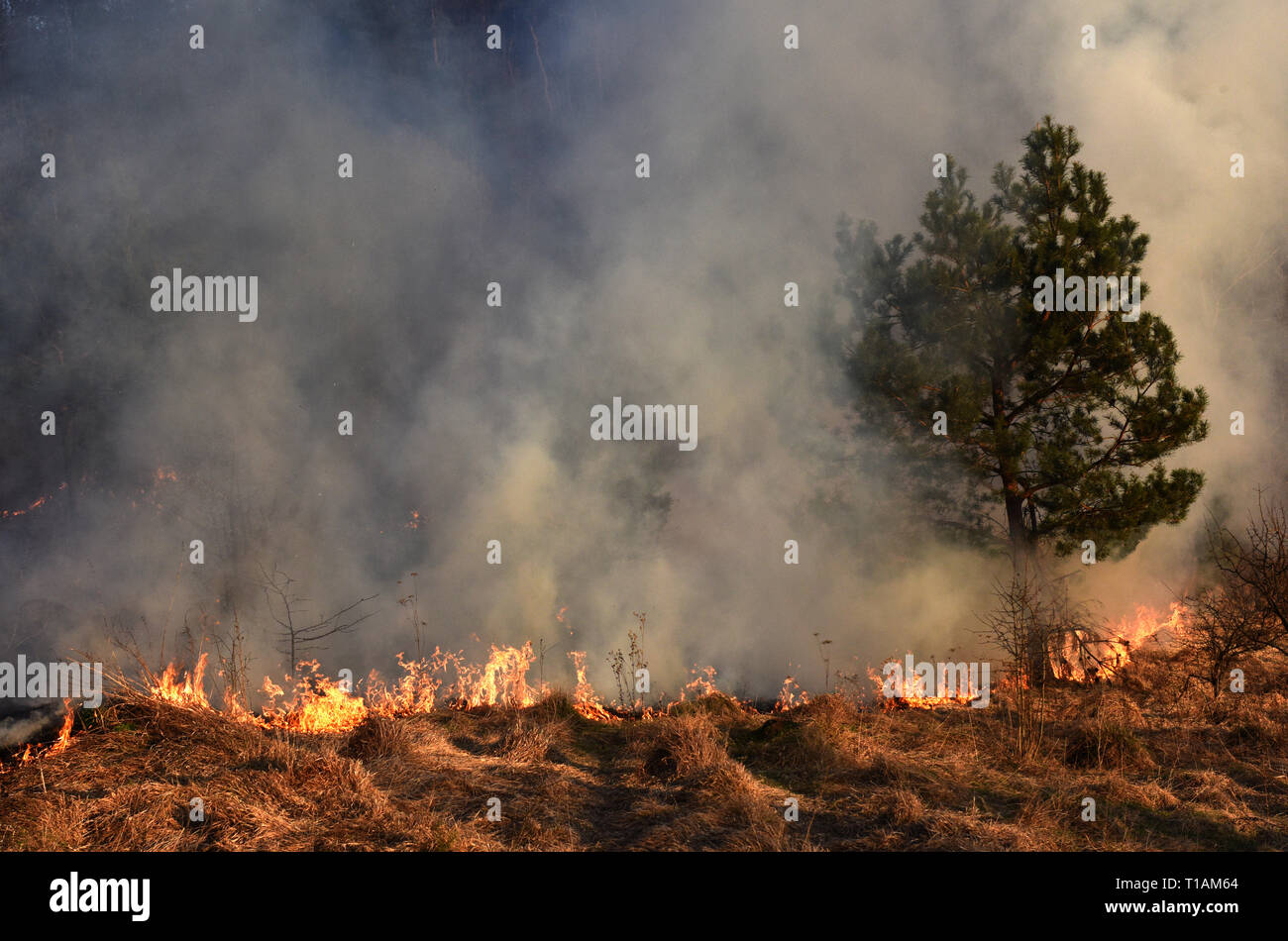 wildfire, forest fire, burning forest Stock Photo - Alamy