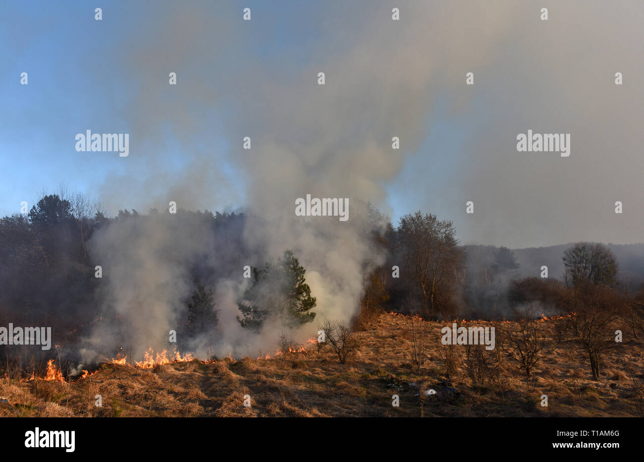 wildfire, forest fire, burning forest Stock Photo - Alamy