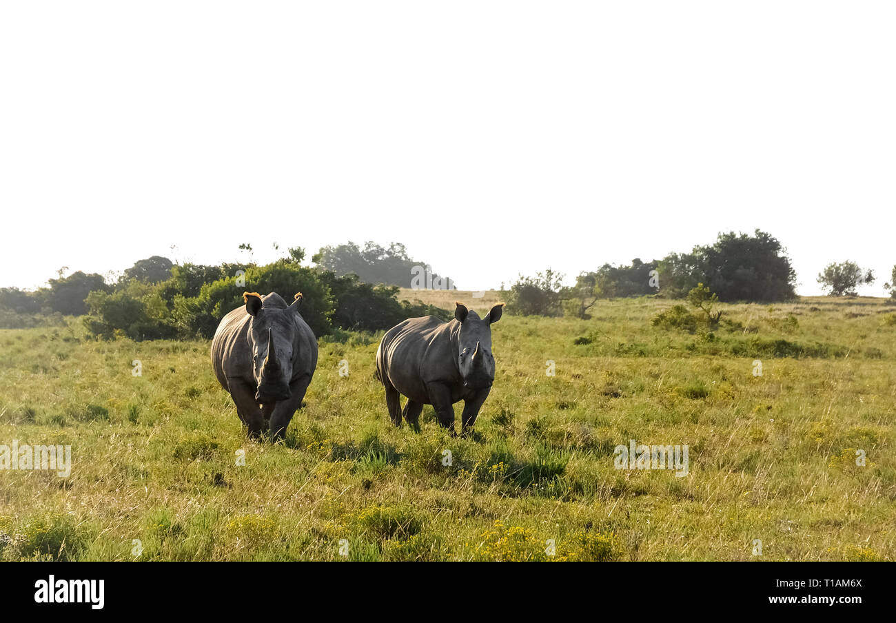 Rhino pair on grassland in South Africa. Front Facing Stock Photo - Alamy