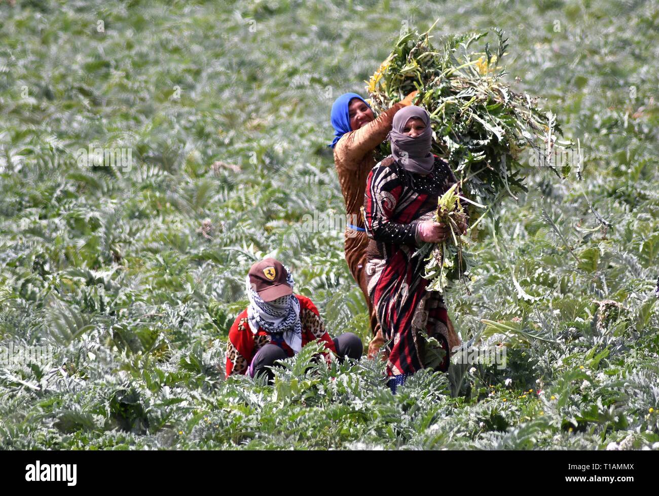 Damascus, Syria. 24th Mar, 2019. Syrian farmers work in the Eastern ...