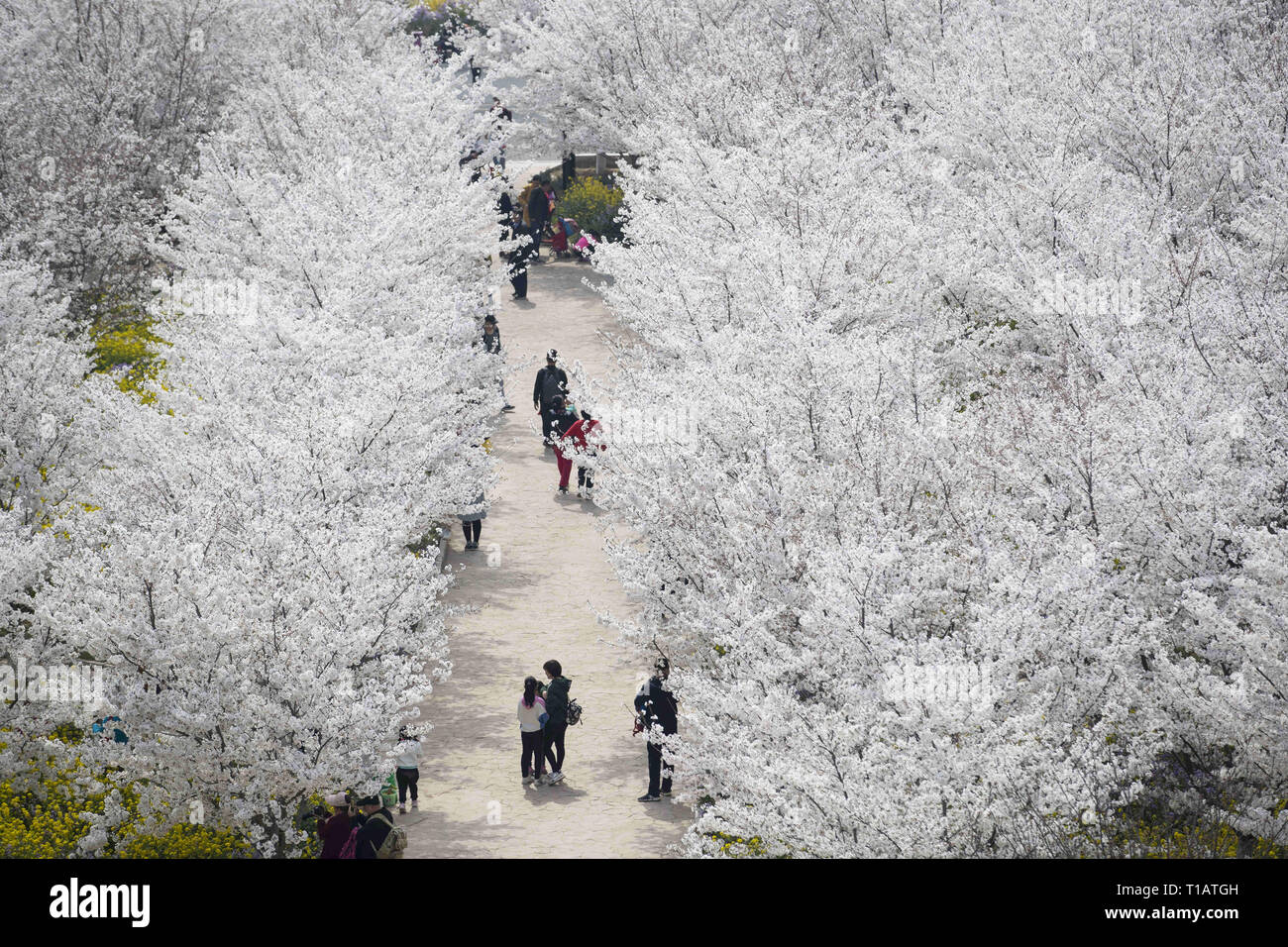 Zhengzhou, Zhengzhou, China. 25th Mar, 2019. Zhengzhou, CHINA-Cherry ...
