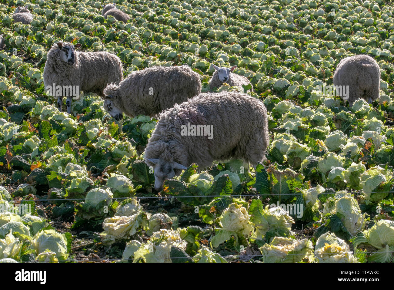 Wolly parsnip hi-res stock photography and images - Alamy