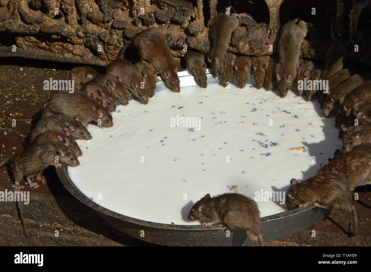 Hindu rat temple (Karni Mata temple) in North India - Rats drink from a ...