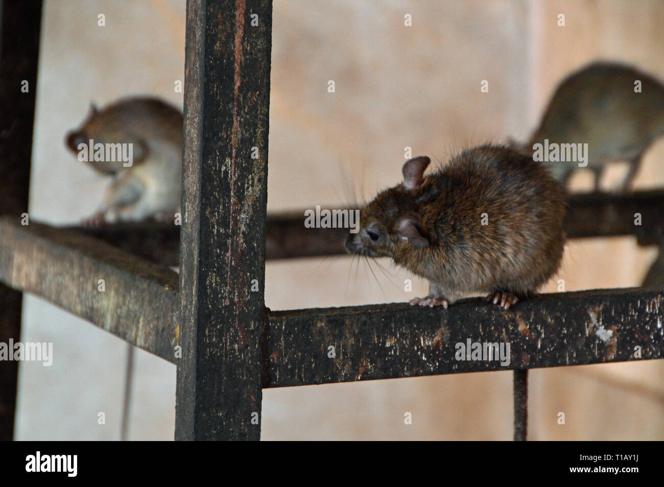 Hindu rat temple (Karni Mata temple) in North India - rats sitting on a ...