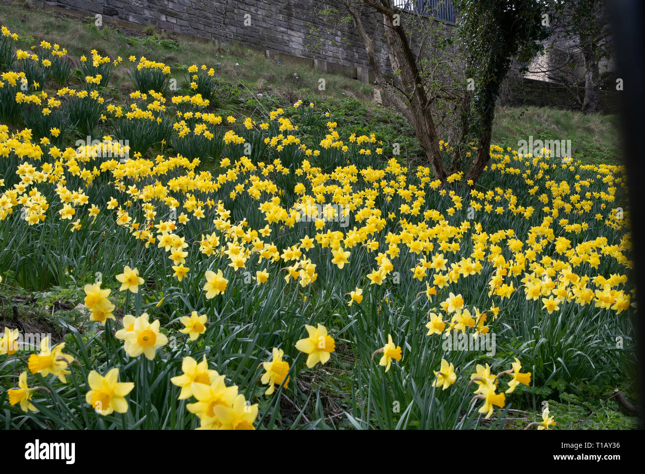 A spring morning at Edinburgh Castle with a bank of daffodils in front ...