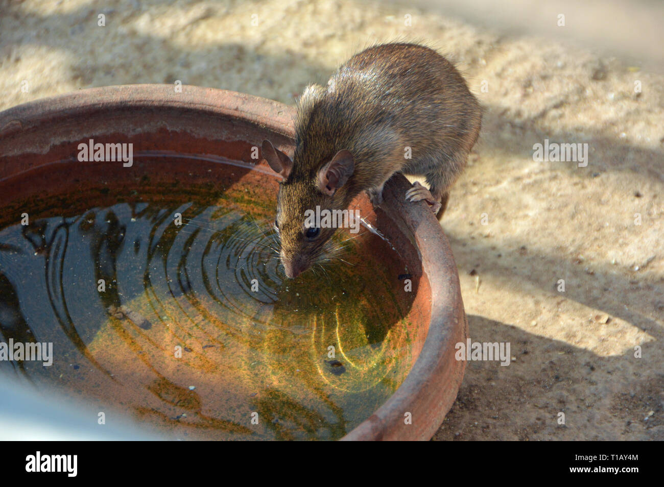 Hindu rat temple (Karni Mata temple) in North India - a rat drinks from ...