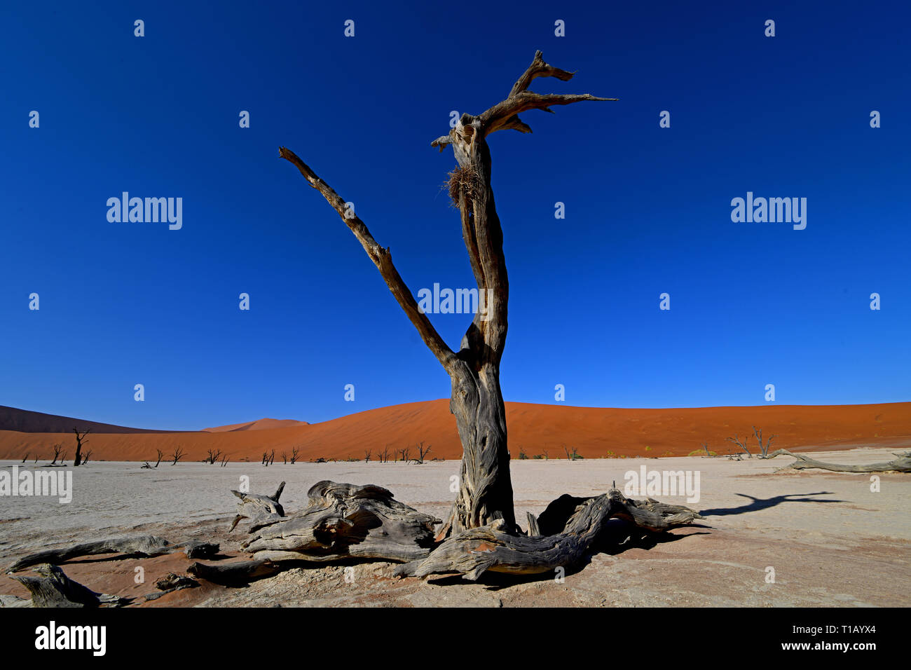 Old Camel Thorn Trees High Resolution Stock Photography and Images - Alamy