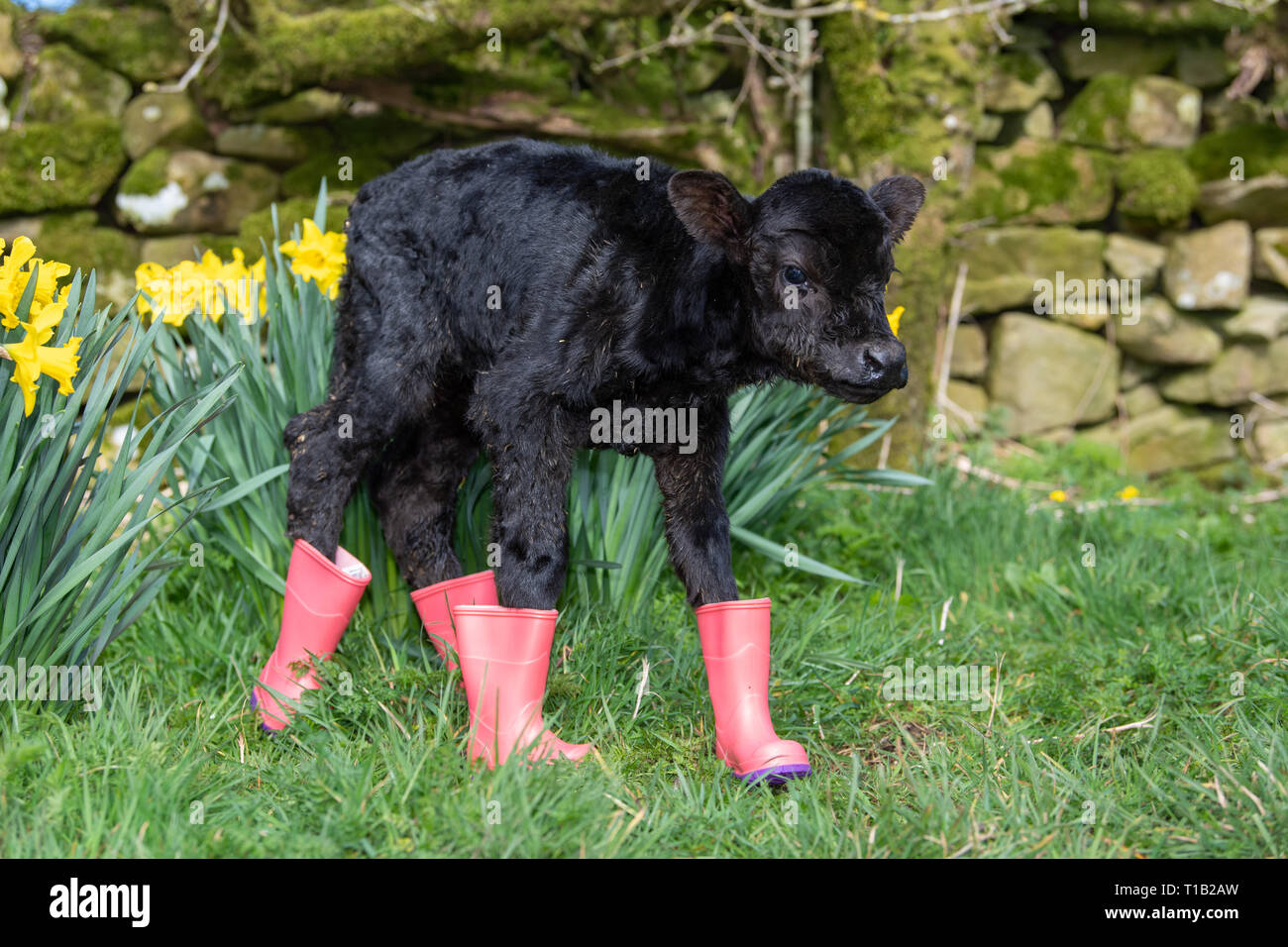 Angus young 2019 hi-res stock photography and images - Alamy