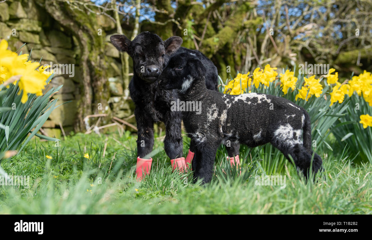 Angus young 2019 hi-res stock photography and images - Alamy