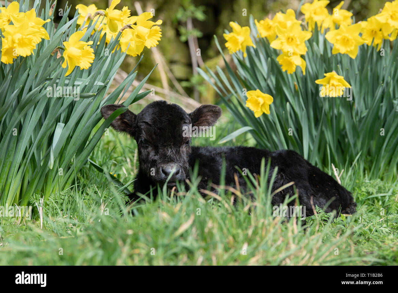 Angus young 2019 hi-res stock photography and images - Alamy