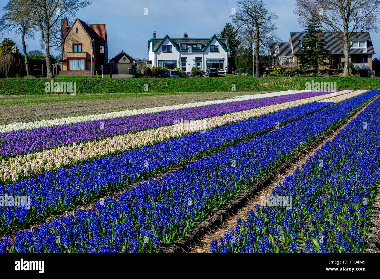 Lisse, Netherlands. 25th Mar 2019. Fields of flowers in Lisse during ...