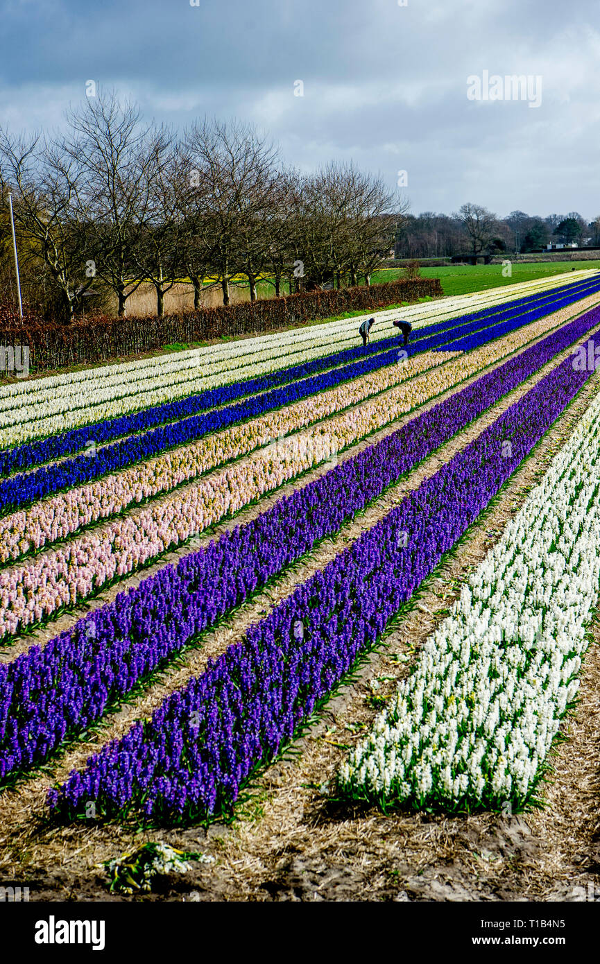 Lisse, Netherlands. 25th Mar 2019. Fields of flowers in Lisse during ...