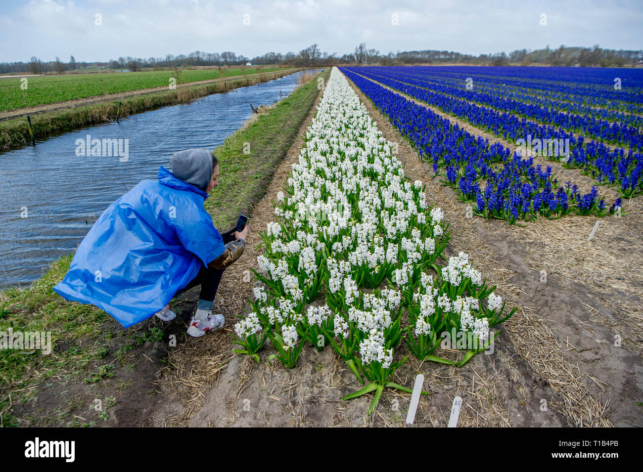 Lisse, Netherlands. 25th Mar 2019. Fields of flowers in Lisse during ...