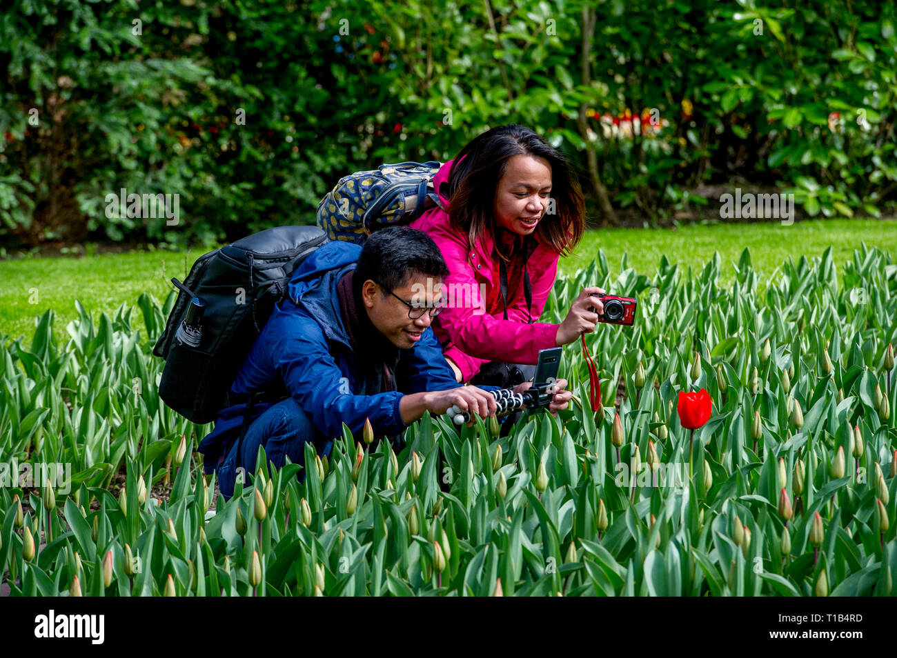 Lisse, Netherlands. 25th Mar 2019. Fields of flowers in Lisse during ...