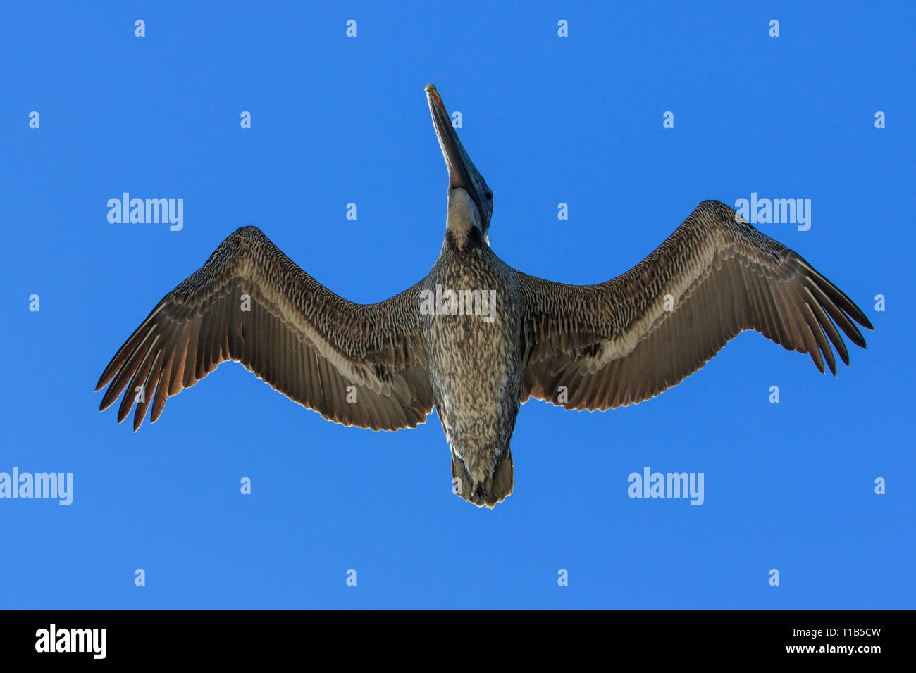 Brown pelican (Pelecanus occidentalis) in flight Stock Photo - Alamy