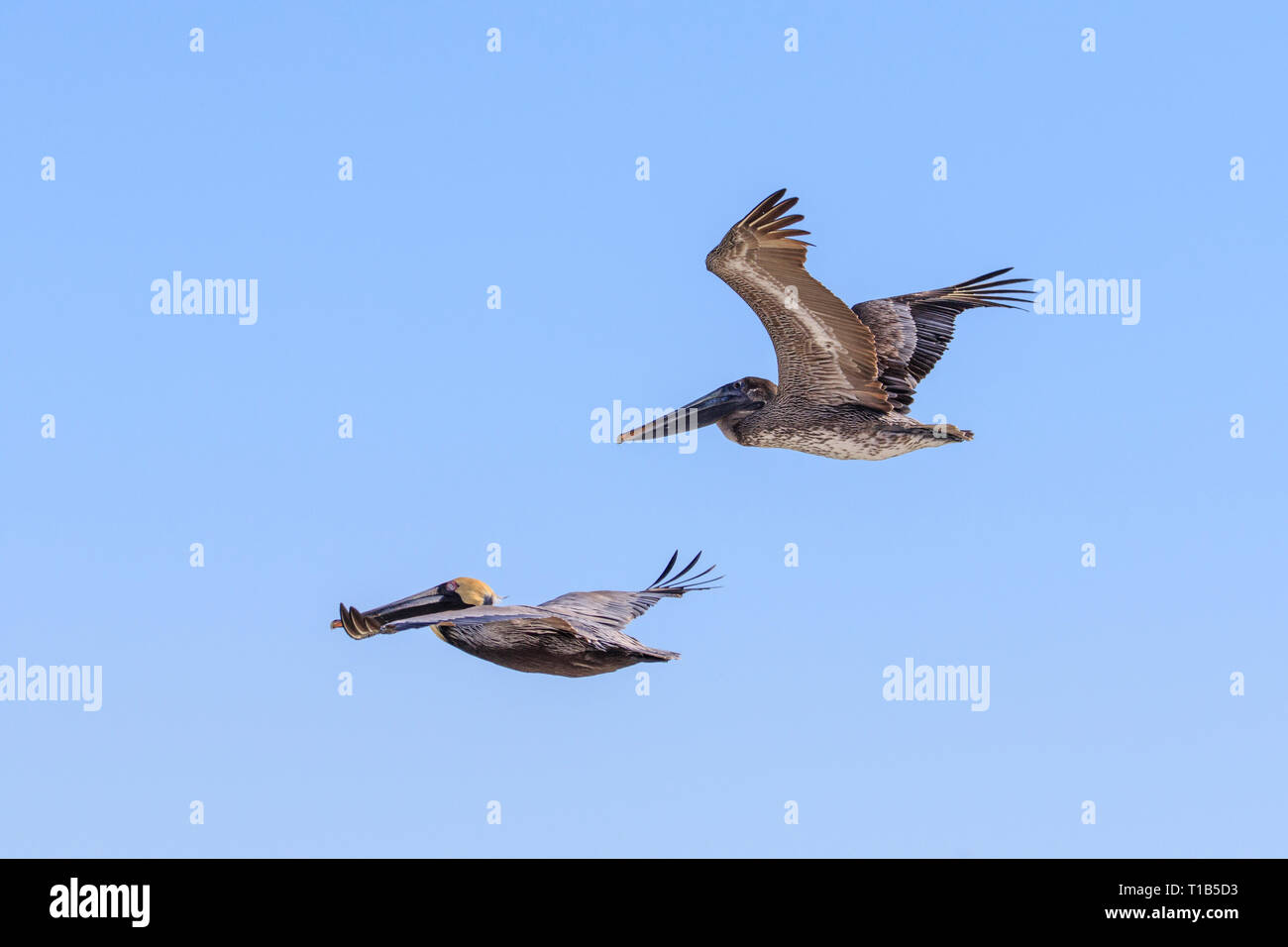 Two Brown pelicans (Pelecanus occidentalis) in flight Stock Photo - Alamy