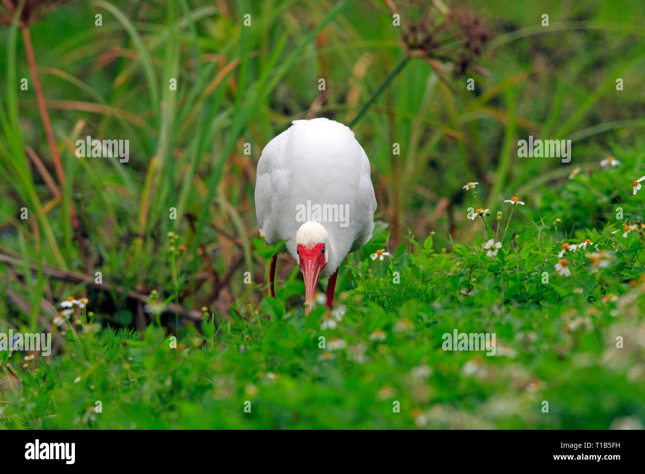 White Ibis (Eudocimus albus) looking for food Stock Photo - Alamy