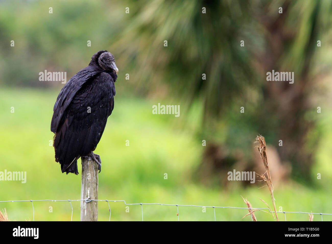Flying black vulture (Coragyps atratus Stock Photo - Alamy
