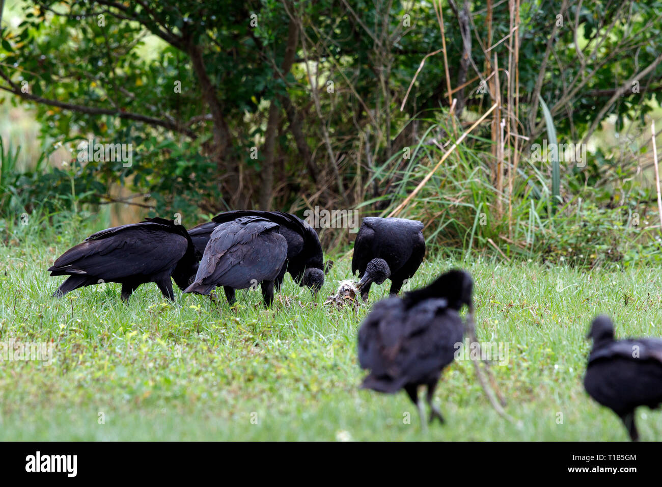 Black vulture (Coragyps atratus) feeding on a dead armadillo Stock ...