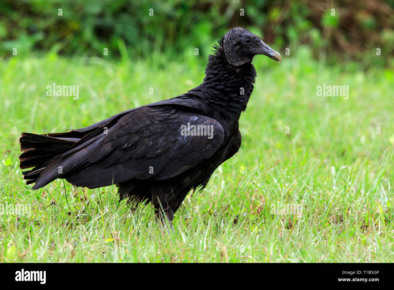 Black vulture (Coragyps atratus) on the ground Stock Photo - Alamy
